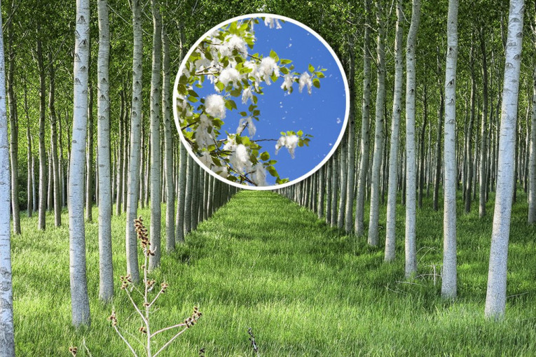 OPŠTINA PLANDIŠTE U BORBI ZA POŠUMLJAVANJE: Zasađeno preko 20 hektara ...