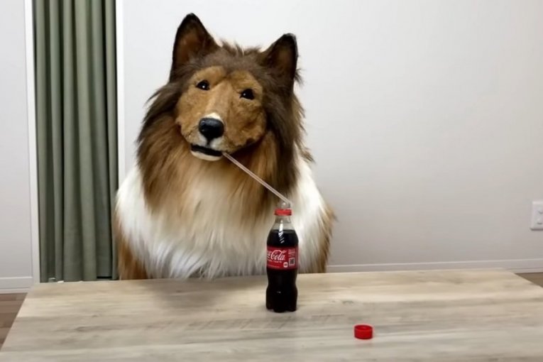 PONOVO SE OGLASIO JAPANAC - ŠKOTSKI OVČAR: Postao svetski poznat, sad ...