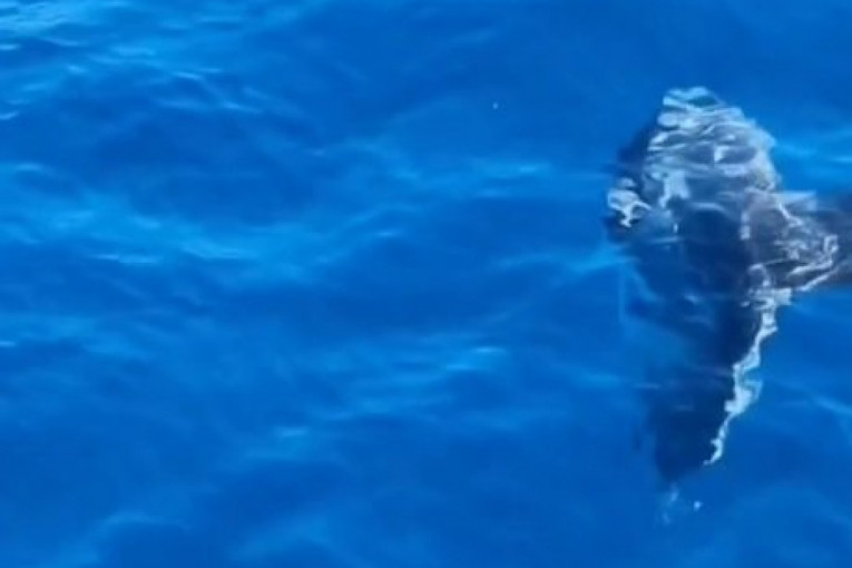 DRAMA NA MORU U CRNOJ GORI: Nastala opšta uzbuna, snimljena retka vrsta ...