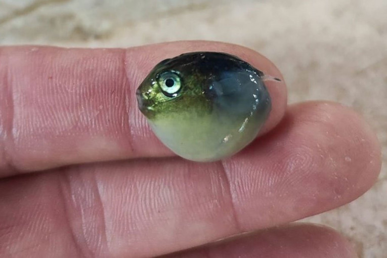 OTKRIVENA JAKO OPASNA RIBA U JADRANSKOM MORU! Stručnjaci upozoravaju ...