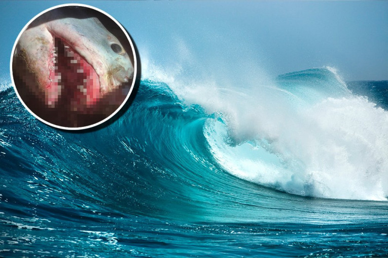 AJKULA NAPALA RIBOLOVCA, SPASAO GA PRIJATELJ: U njenu čeljust zabio pušku!