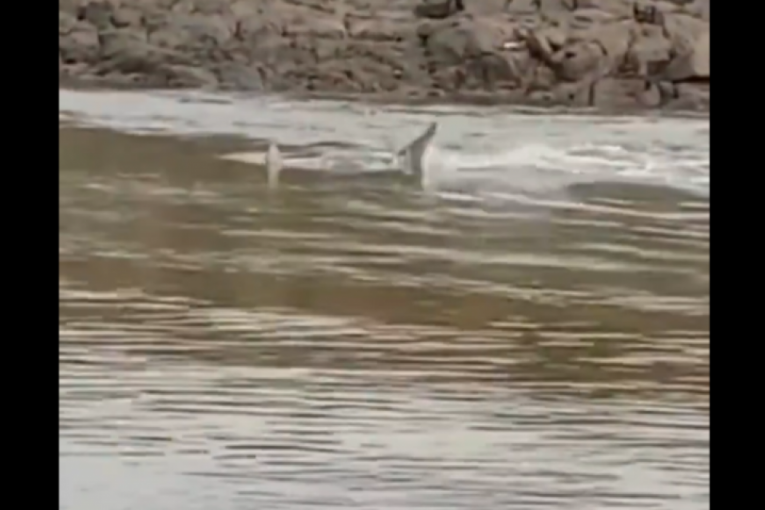 AJKULA ČELJUSTIMA NAPALA ČOVEKA DOK JE PLIVAO! Odgrizla mu deo noge, krvoločna neman zaronila ...