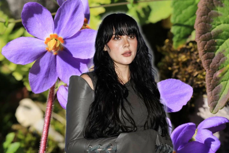 OVO JE JEDINO MESTO U SRBIJI GDE RASTE NATALIJINA I SRPSKA RAMONDA: Ovako izgleda cvet o kom ...