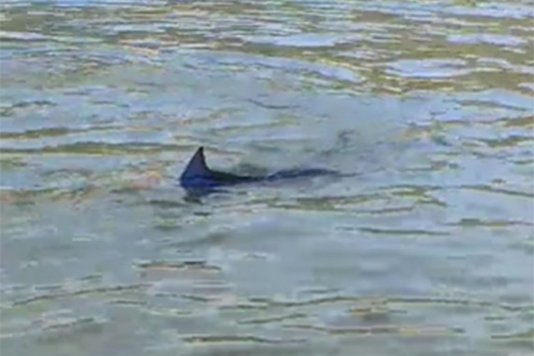 U JADRANU VIĐENA RETKA VRSTA RIBE: Ljudi u čudu gledali u more, mislili su da je ajkula! (VIDEO)