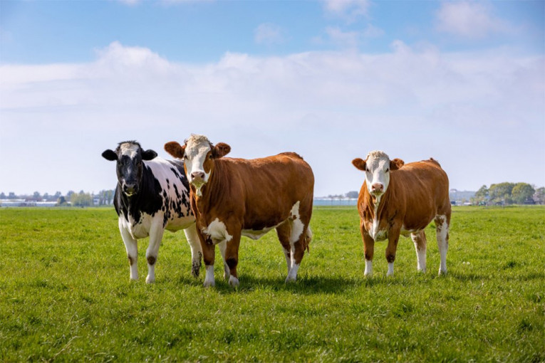 VESKO PLATIO LJUDIMA DA MU ČUVAJU DEDOVINU, A NJIMA KRAVA UGINULA OD ...