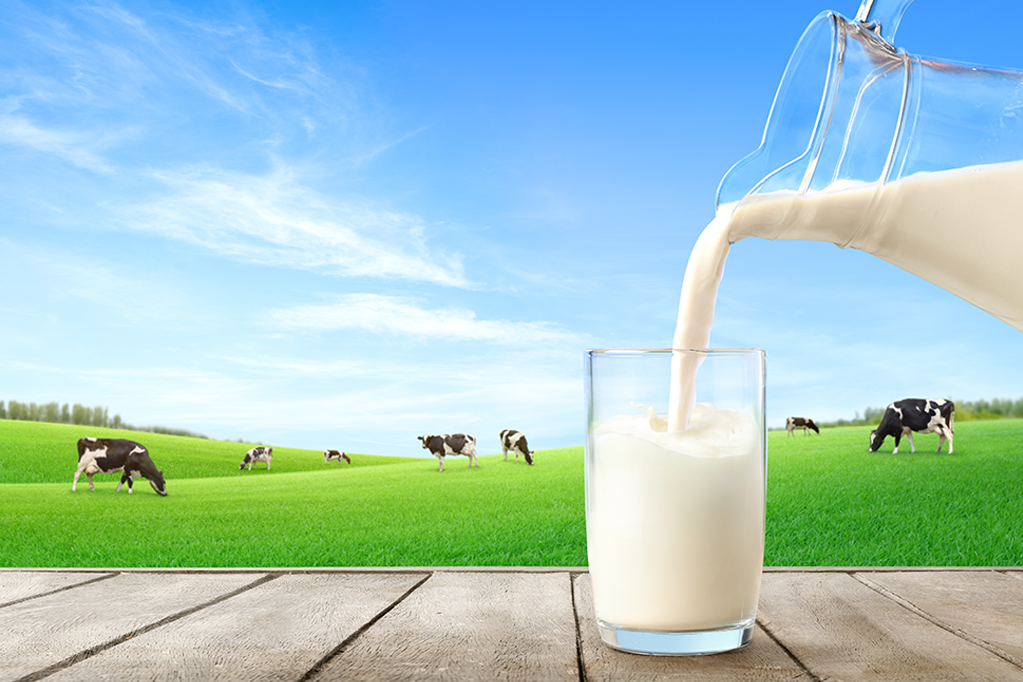KOJE MLEKO JE NAJZDRAVIJE: Kravlje, kozje, ovčije ili magareće?