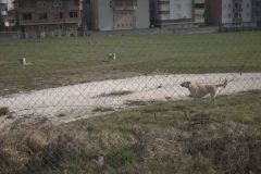 Republika | Portal Srpskog telegrafa