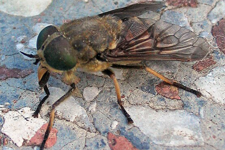 I UJED OBADA MOŽE BITI KOBAN! AKO OSETITE UBOD, ODMAH KOD LEKARA: Evo ...