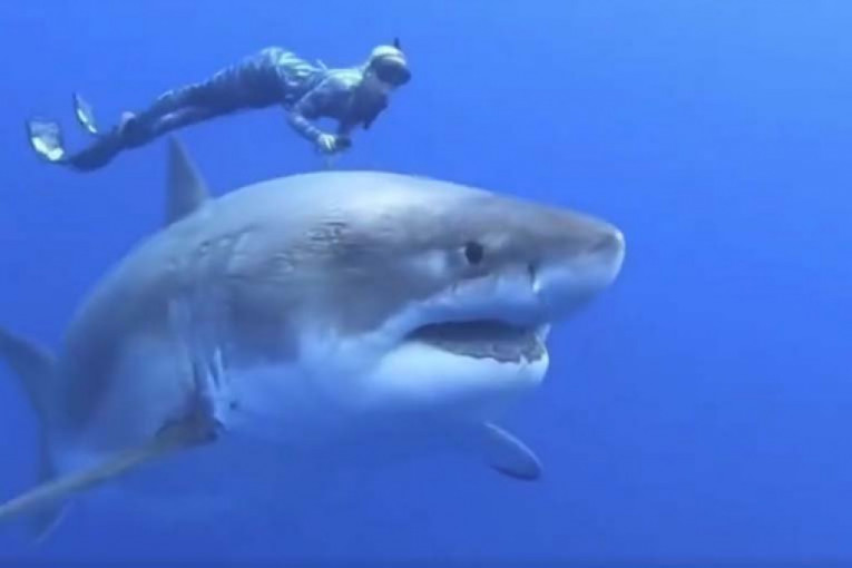 SNIMLJEN OGROMAN MORSKI PREDATOR! Velika bela ajkula teška DVE TONE, duga ŠEST METARA uteruje ...