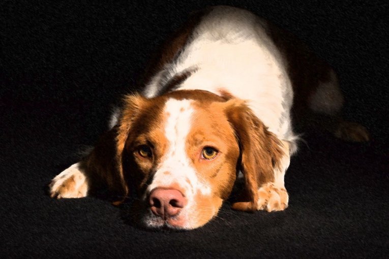 HAOS U IZRAELU! Vaspitačica dovela u vrtić psa zaraženog besnilom ...